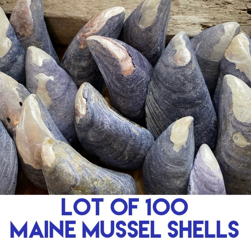 Mussel Shells - Etsy