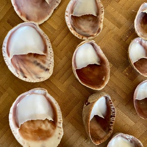 Maine Slipper Shells Lot of 10 Various Sizes Atlantic Slipper Snail ...