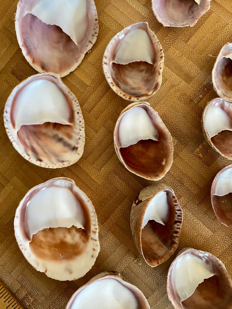 Maine Slipper Shells Lot of 10 Various Sizes Atlantic Slipper - Etsy