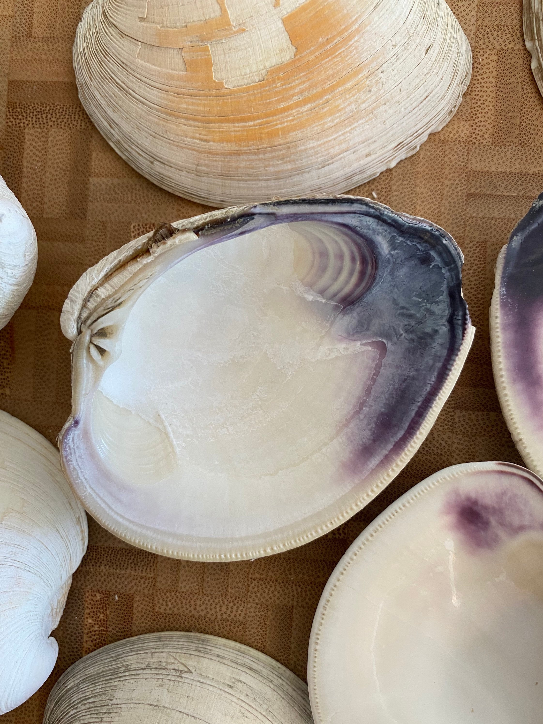Maine Quahog Clam Shells Medium Size Wampum Shells Natural Set - Etsy