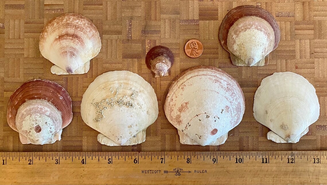 Small Maine Scallop Shells Tiny to Small Size Shells Natural | Etsy