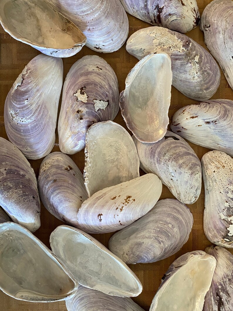 Maine Mussel Shells Lot of 25 Large to XL Size Light Purple | Etsy