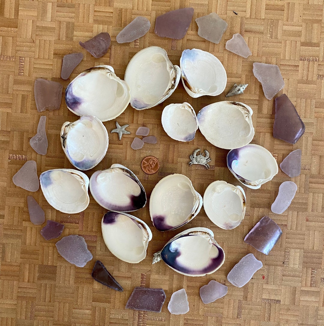 Maine Quahog Clam Shells Small Size Wampum Shells Natural Set of 6 - Etsy