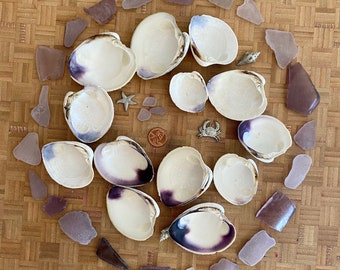 Maine Quahog Clam Shells Medium Size Wampum Shells Natural Set | Etsy