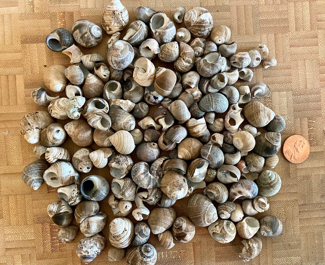 Maine Periwinkle Shells 2 Oz. Lot Various Sizes Natural | Etsy
