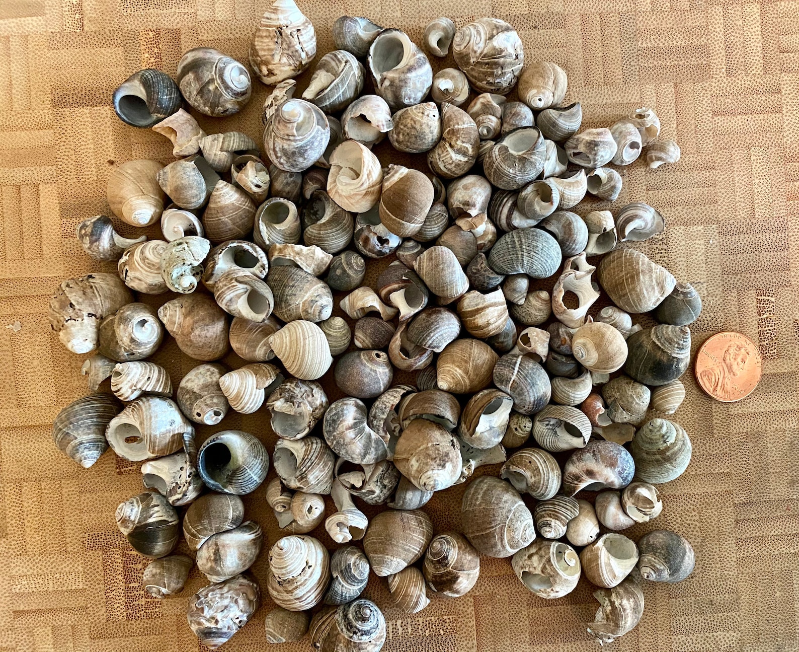 Maine Periwinkle Shells 2 Oz. Lot Various Sizes Natural | Etsy