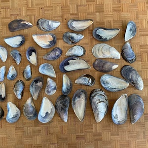 Maine Mussel Shells Lot of 100 Various Sizes Natural Supplies Free ...