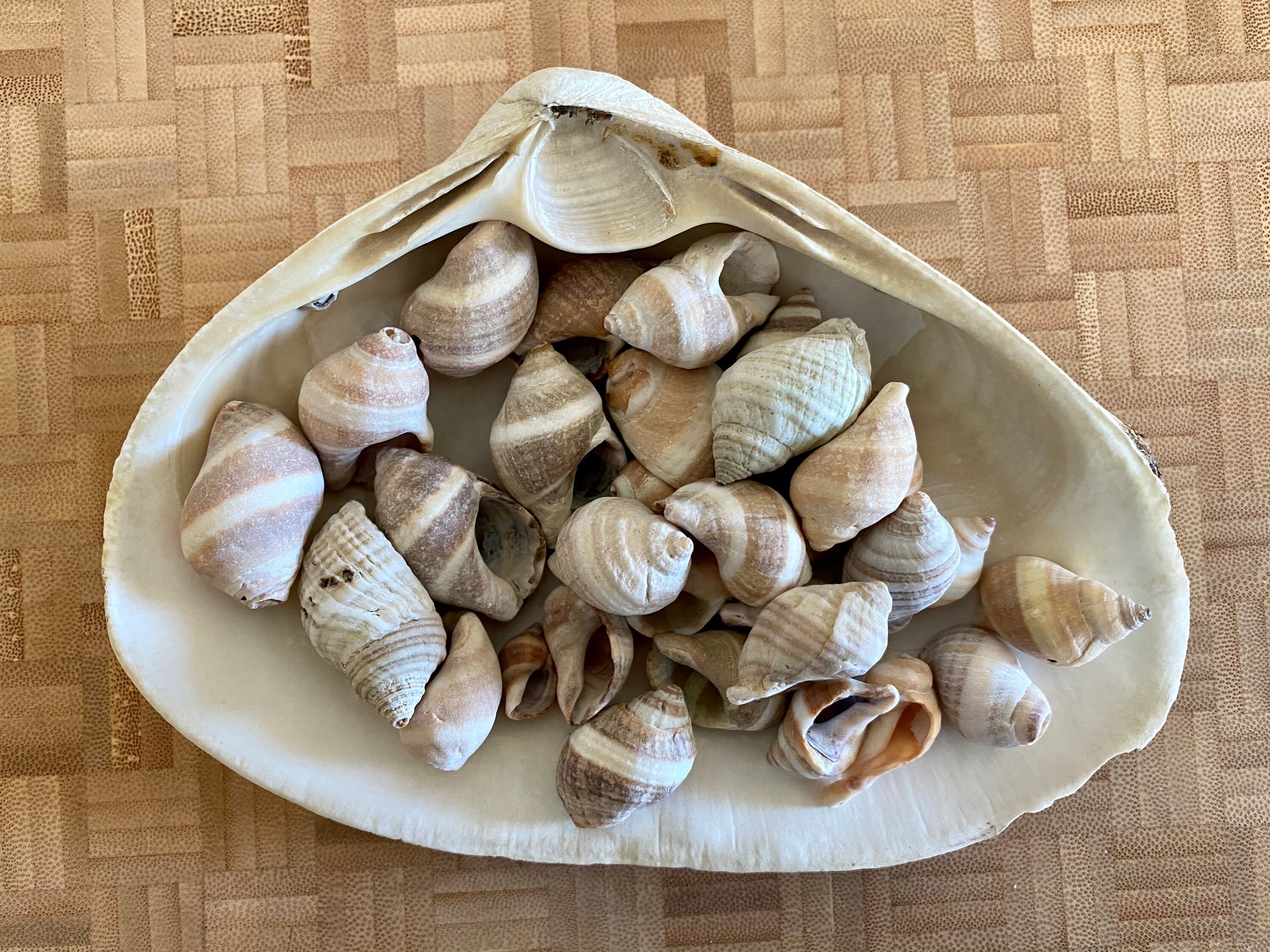 Maine Periwinkle Shells STRIPED RARE Lot of 30 Real Natural | Etsy