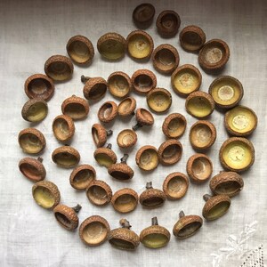 ACORN Caps 50 Real Natural Acorn Caps From 50 Year Old Maine Oak Tree ...