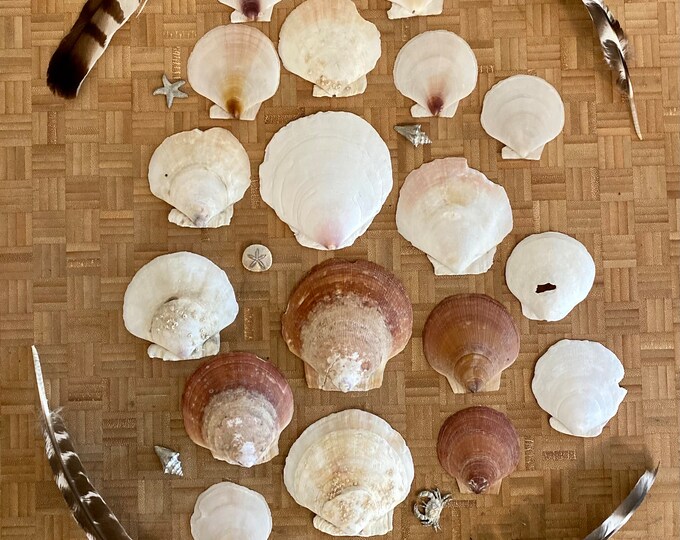 Small Maine Scallop Shells Tiny to Small Size Shells Natural Set of 18 ...