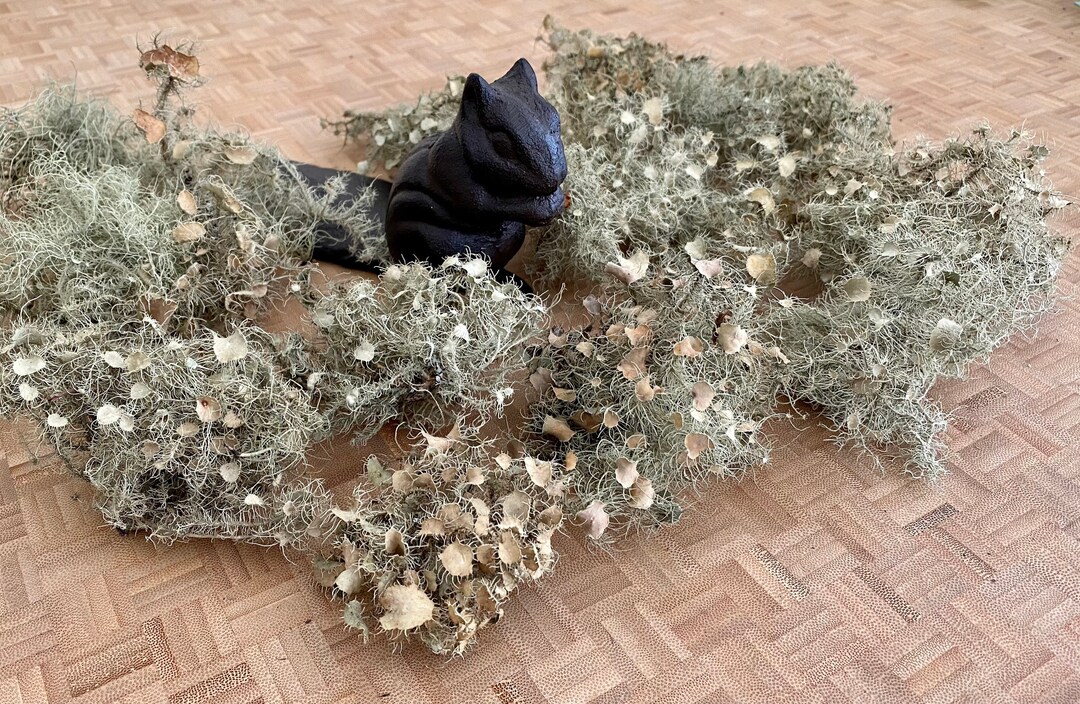 Usnea Lichen Moss Old Man’s Beard Reindeer Moss for Wreaths, Crafts ...