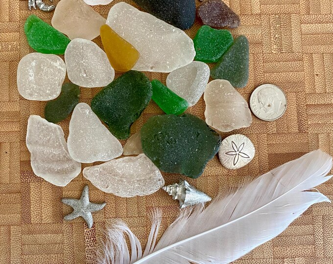 Maine Slipper Shells Lot of 10 Various Sizes Atlantic Slipper Snail ...