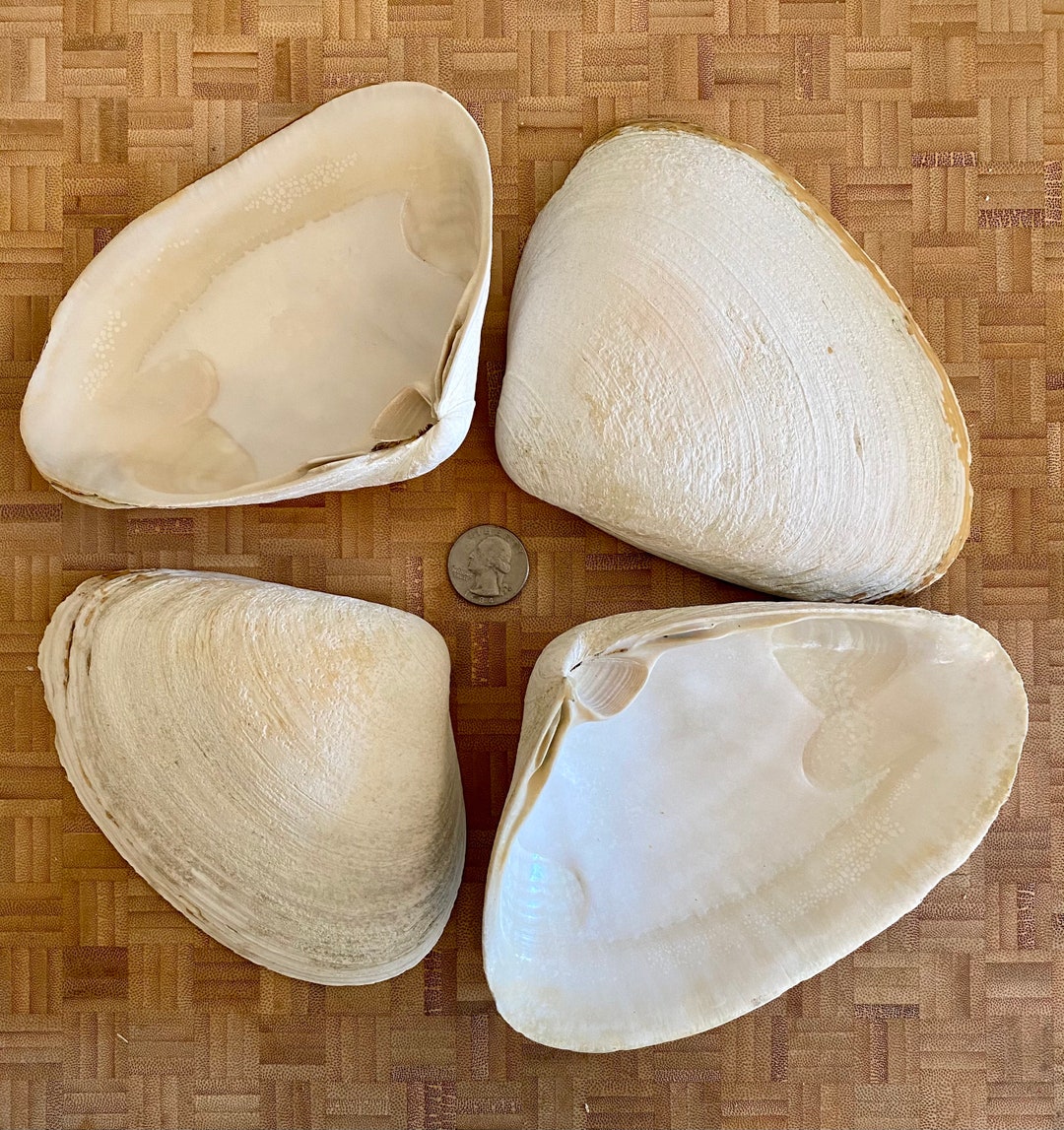 XL Maine Clam Shell Large to X-large Quahog Shells Natural Real Shells ...