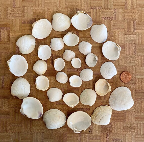 Tiny Sm Maine Clam Shells Lot of 30 Small Quahog Shells | Etsy