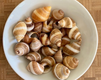 Periwinkle Shells | Etsy