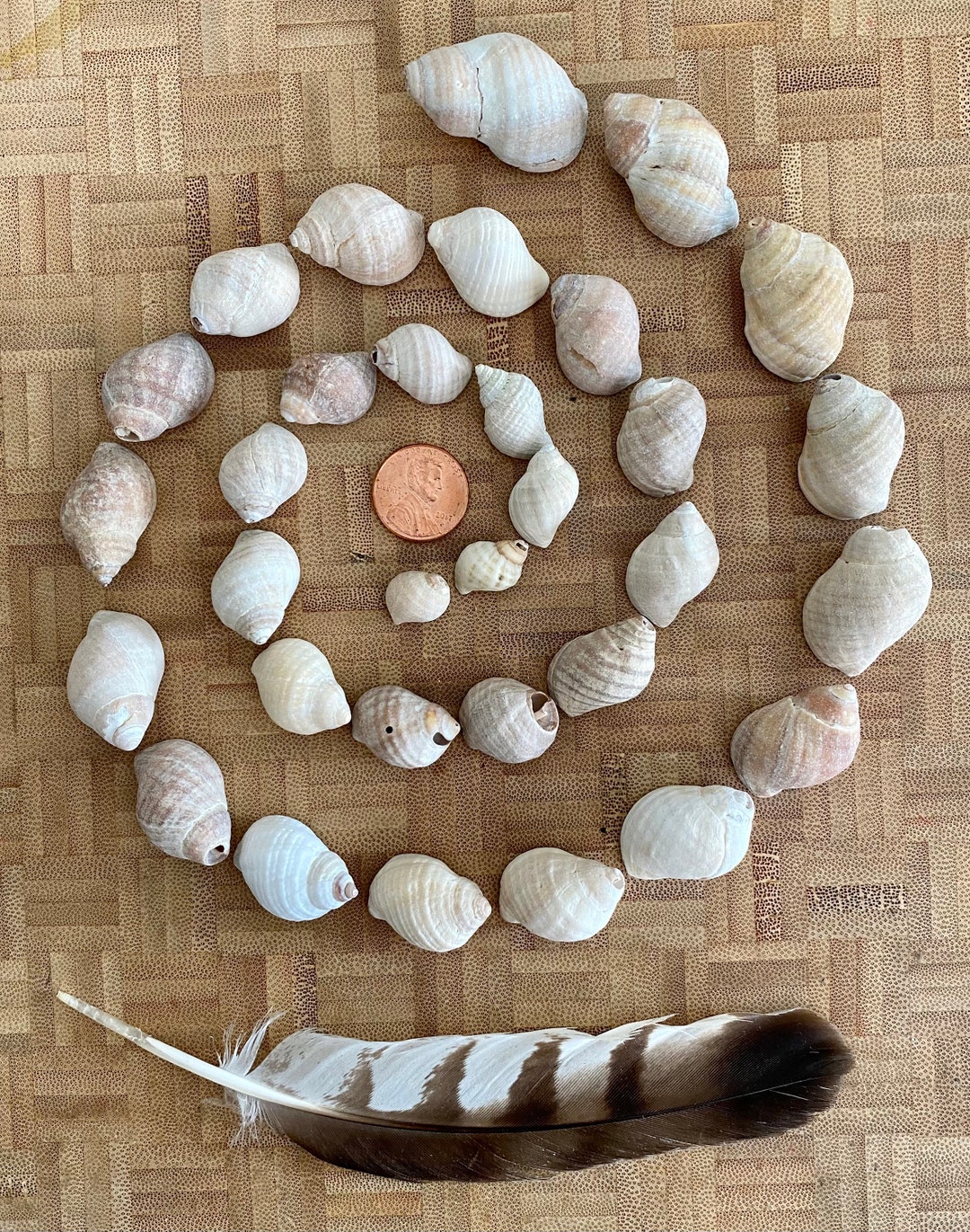 Maine Periwinkle Shells Lot of 30 White & Cream Natural Supplies - Etsy