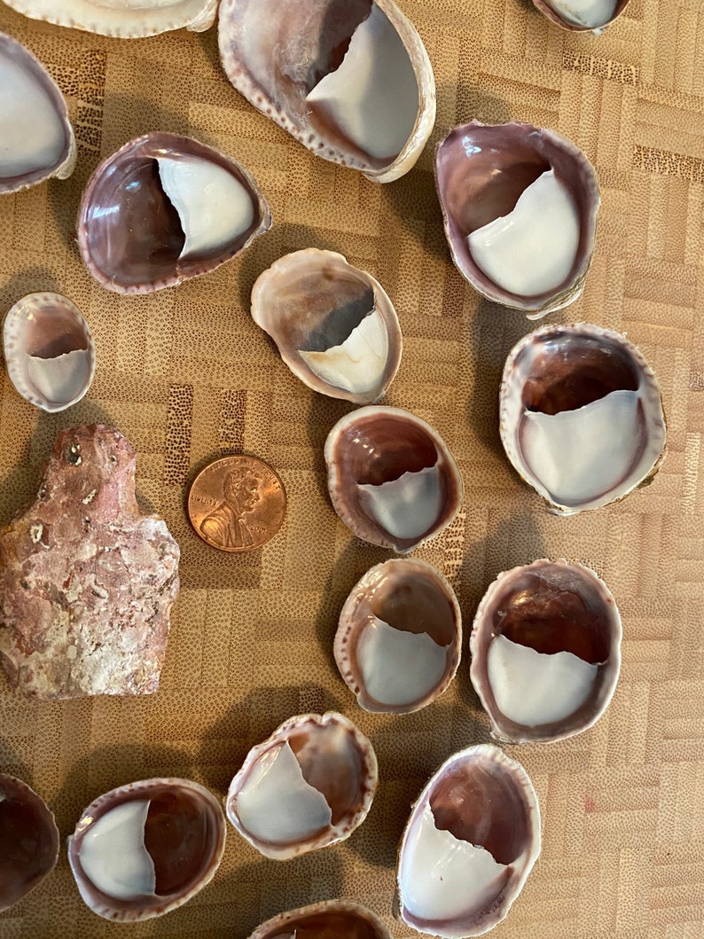 Maine Slipper Shells Lot of 10 Various Sizes Atlantic Slipper - Etsy