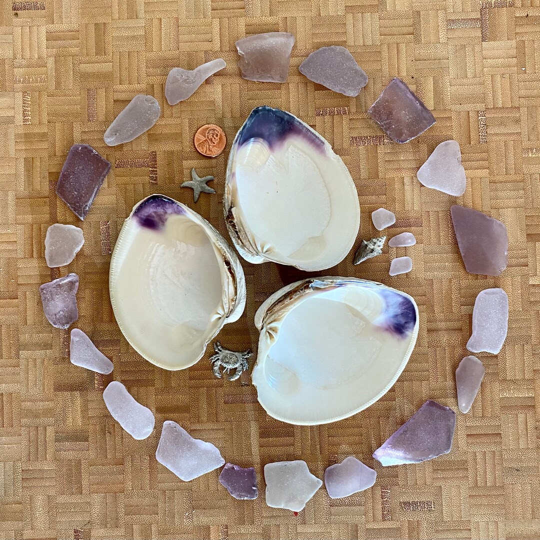 Maine Quahog Clam Shells Large Size Wampum Shells Natural Set of 4 ...
