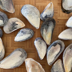 Maine Mussel Shells Lot of 100 Various Sizes Natural Supplies Free ...