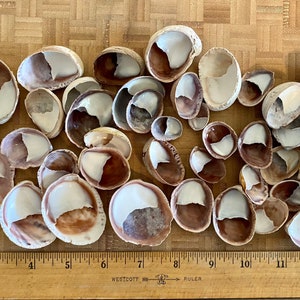 Maine Slipper Shells Lot of 10 Various Sizes Atlantic Slipper Snail ...