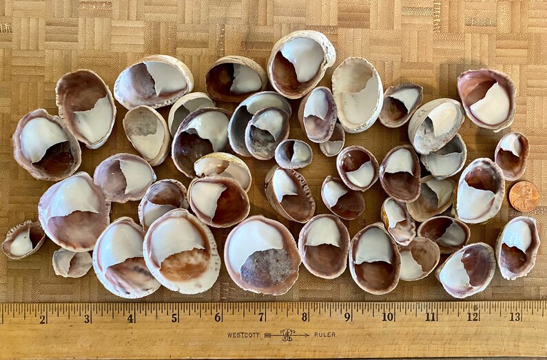 Maine Slipper Shells Lot of 10 Various Sizes Atlantic Slipper - Etsy