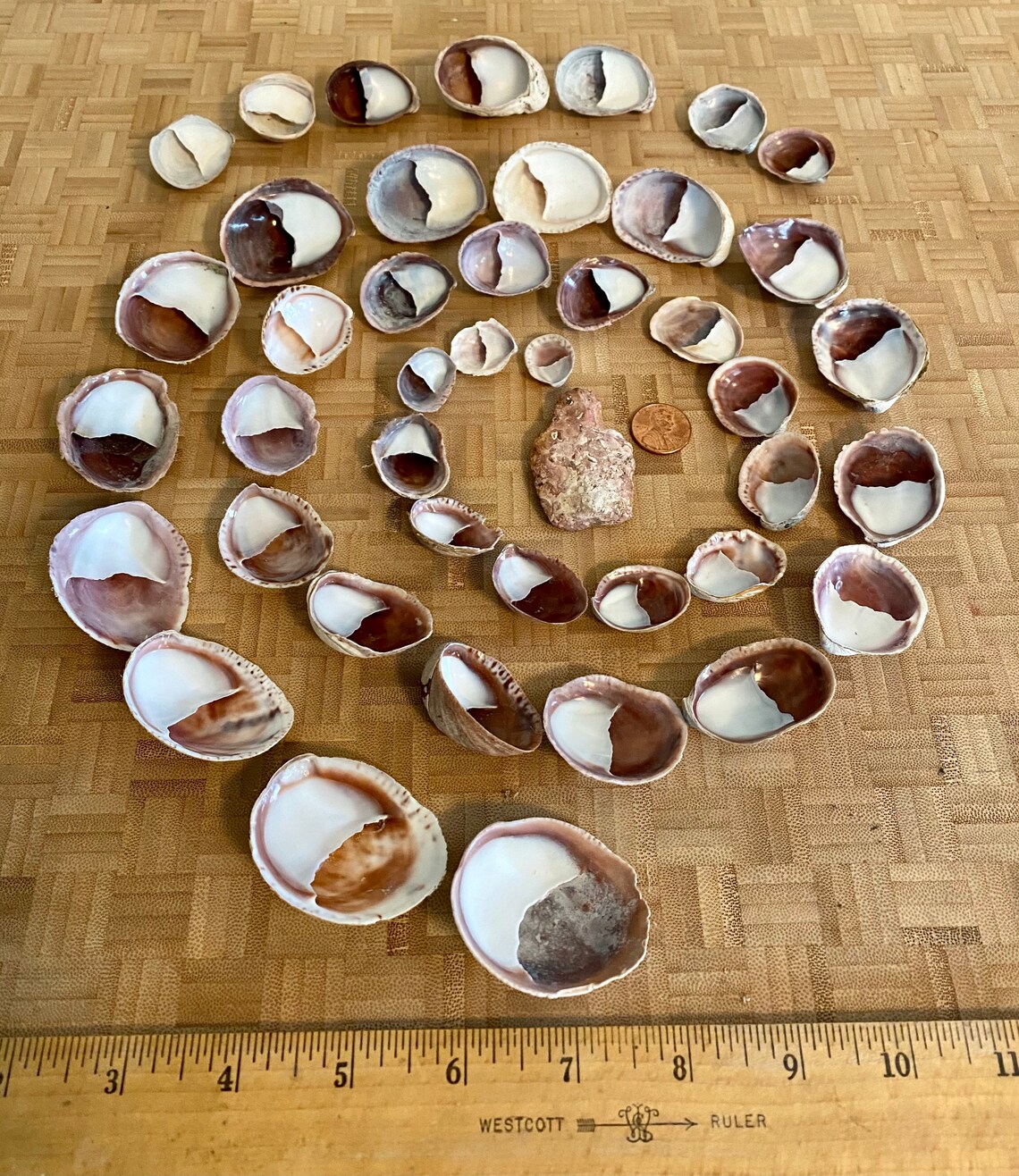 Maine Slipper Shells Lot of 10 Various Sizes Atlantic Slipper - Etsy