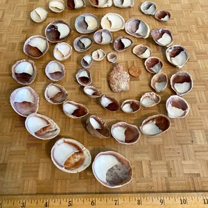 Maine Slipper Shells Lot of 10 Various Sizes Atlantic Slipper Snail ...