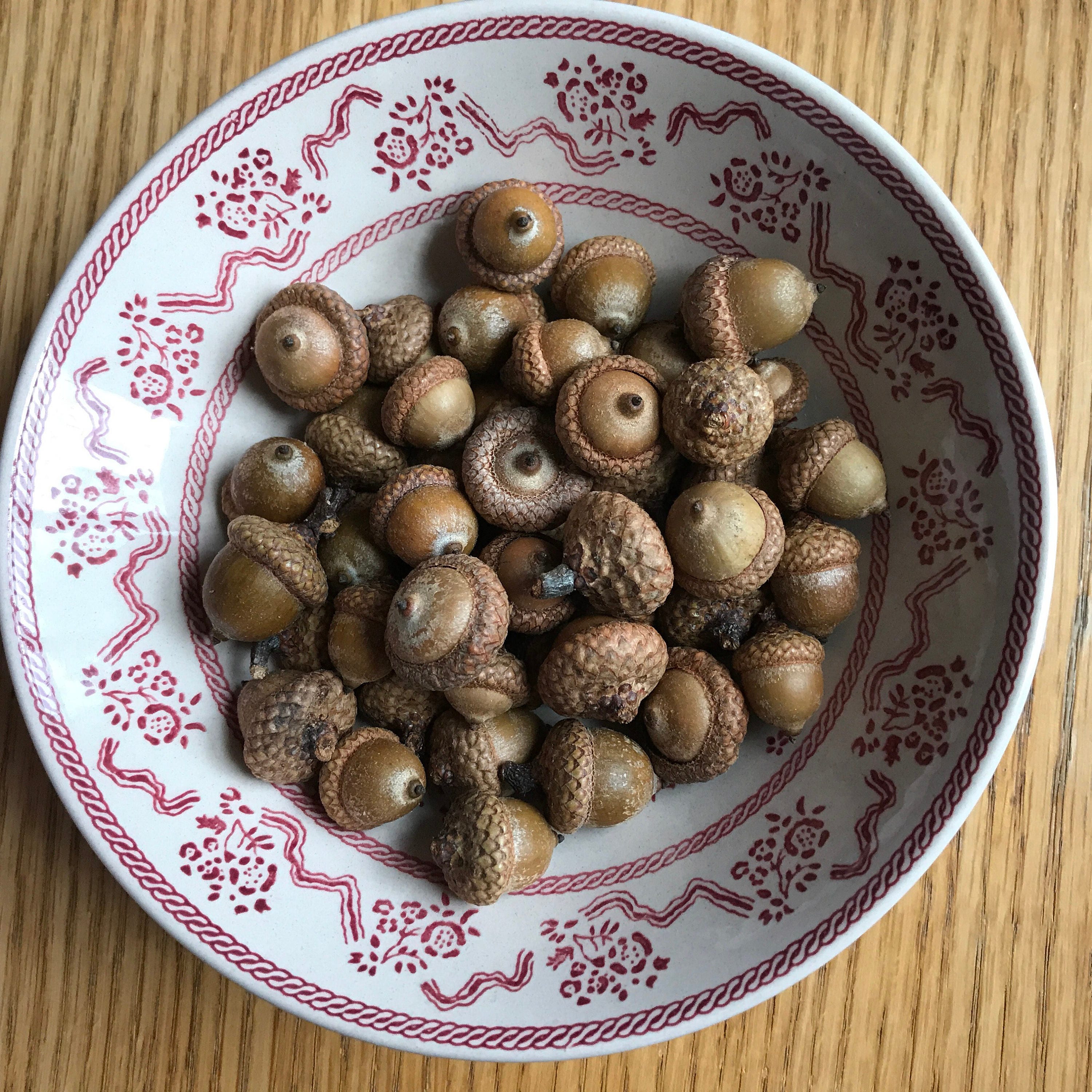 ACORNS 50 Dried Natural Real Acorns from Maine Oak Tree for | Etsy