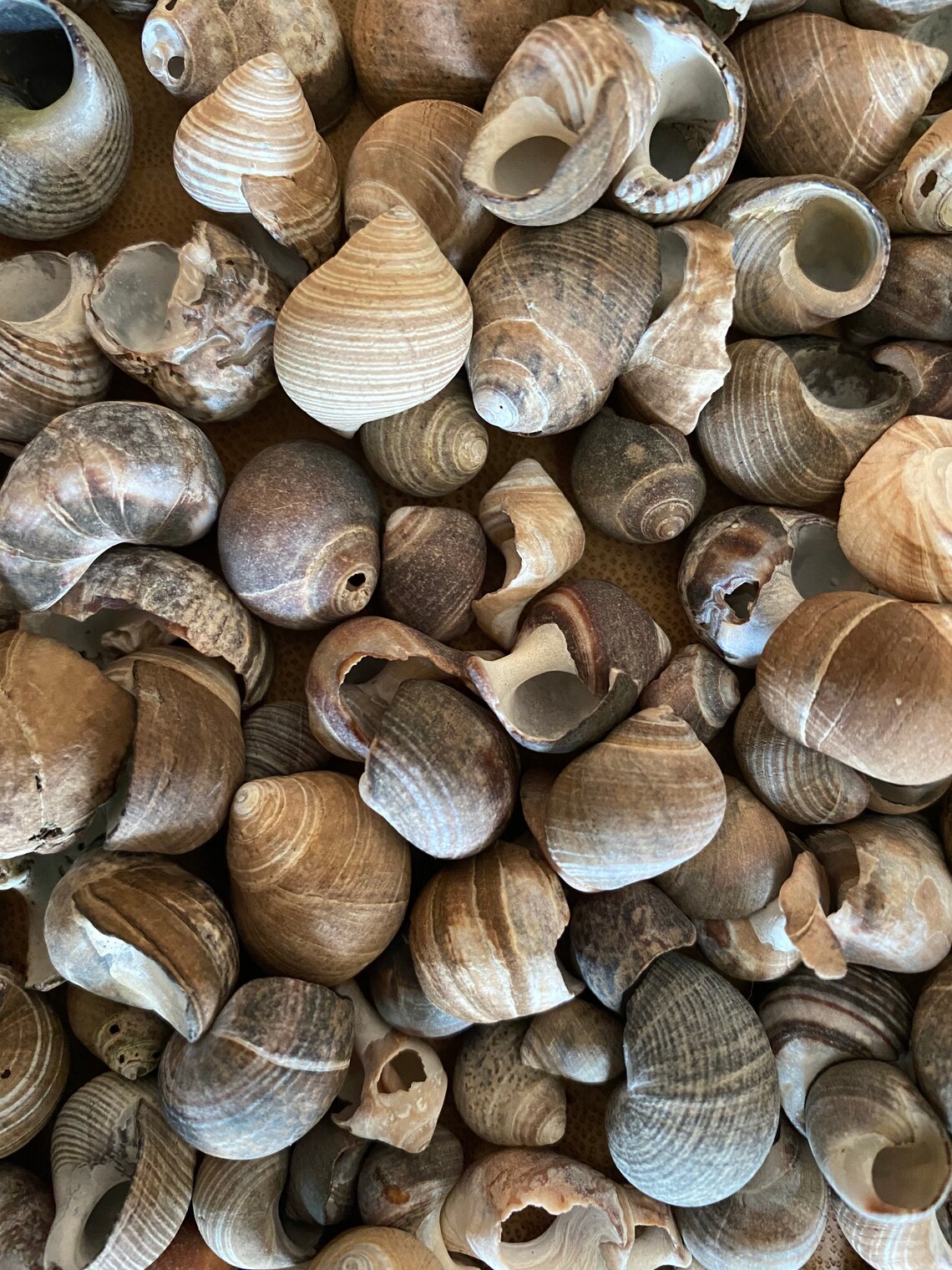 Maine Periwinkle Shells 2 Oz. Lot Various Sizes Natural | Etsy