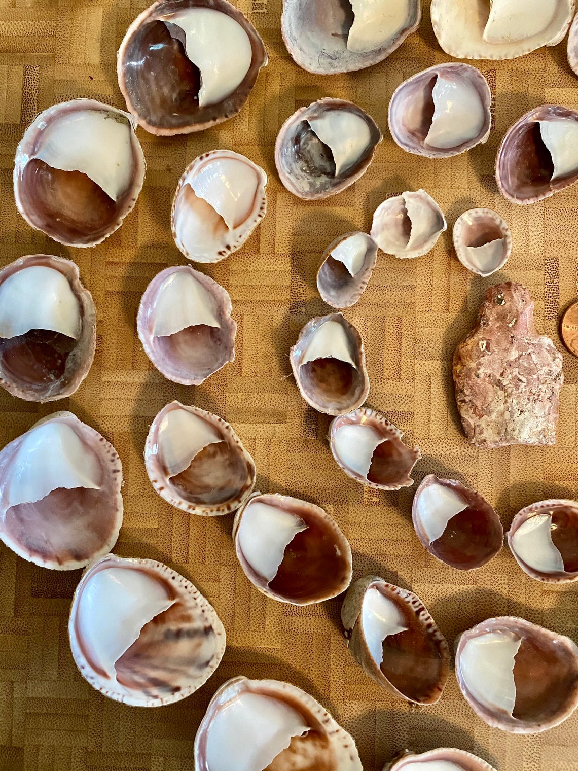 Maine Slipper Shells Lot of 10 Various Sizes Atlantic Slipper - Etsy