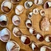 Maine Slipper Shells Lot of 10 Various Sizes Atlantic Slipper Snail ...