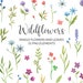 Watercolor Wildflower Clipart Png, Floral Elements Png Bright and ...