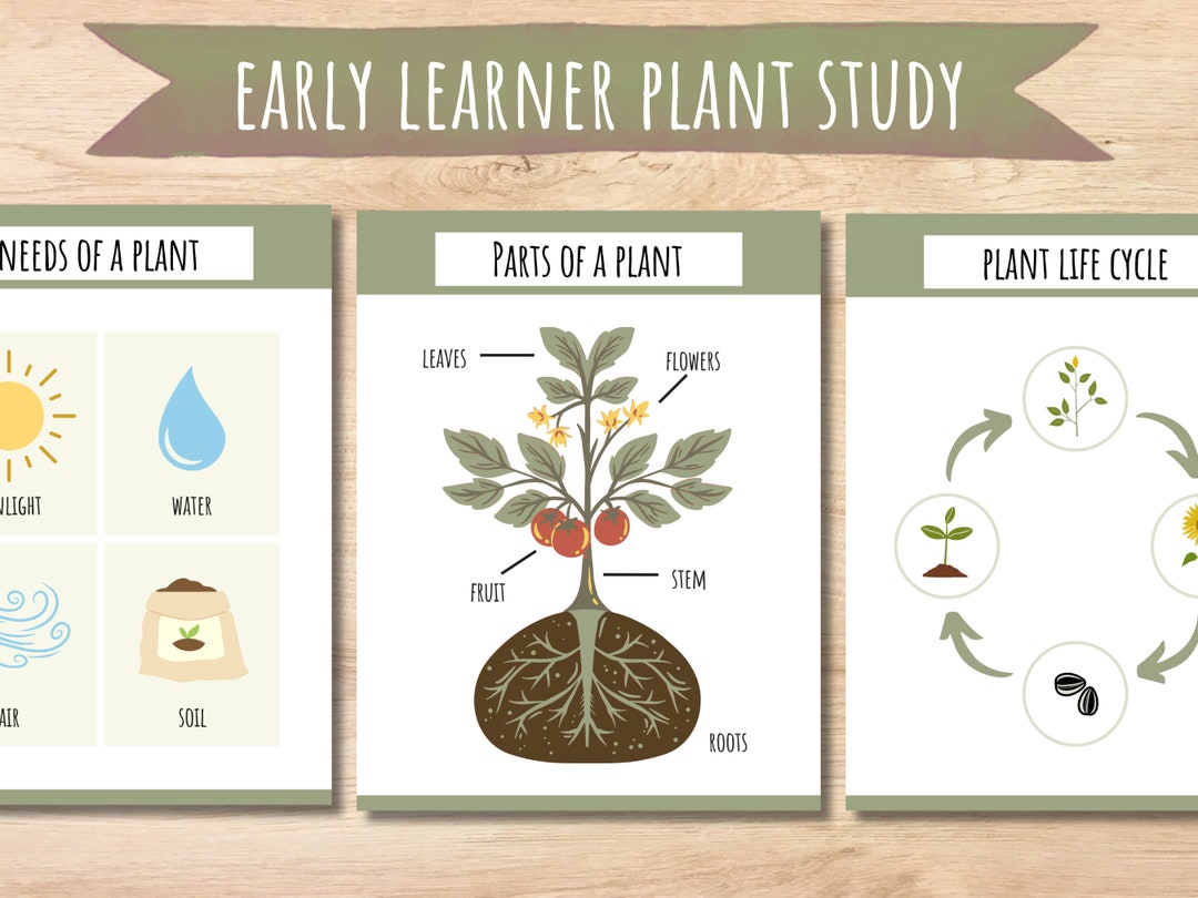 Plant Unit Study, Toddlers and Preschool Science, Learn About Plants ...
