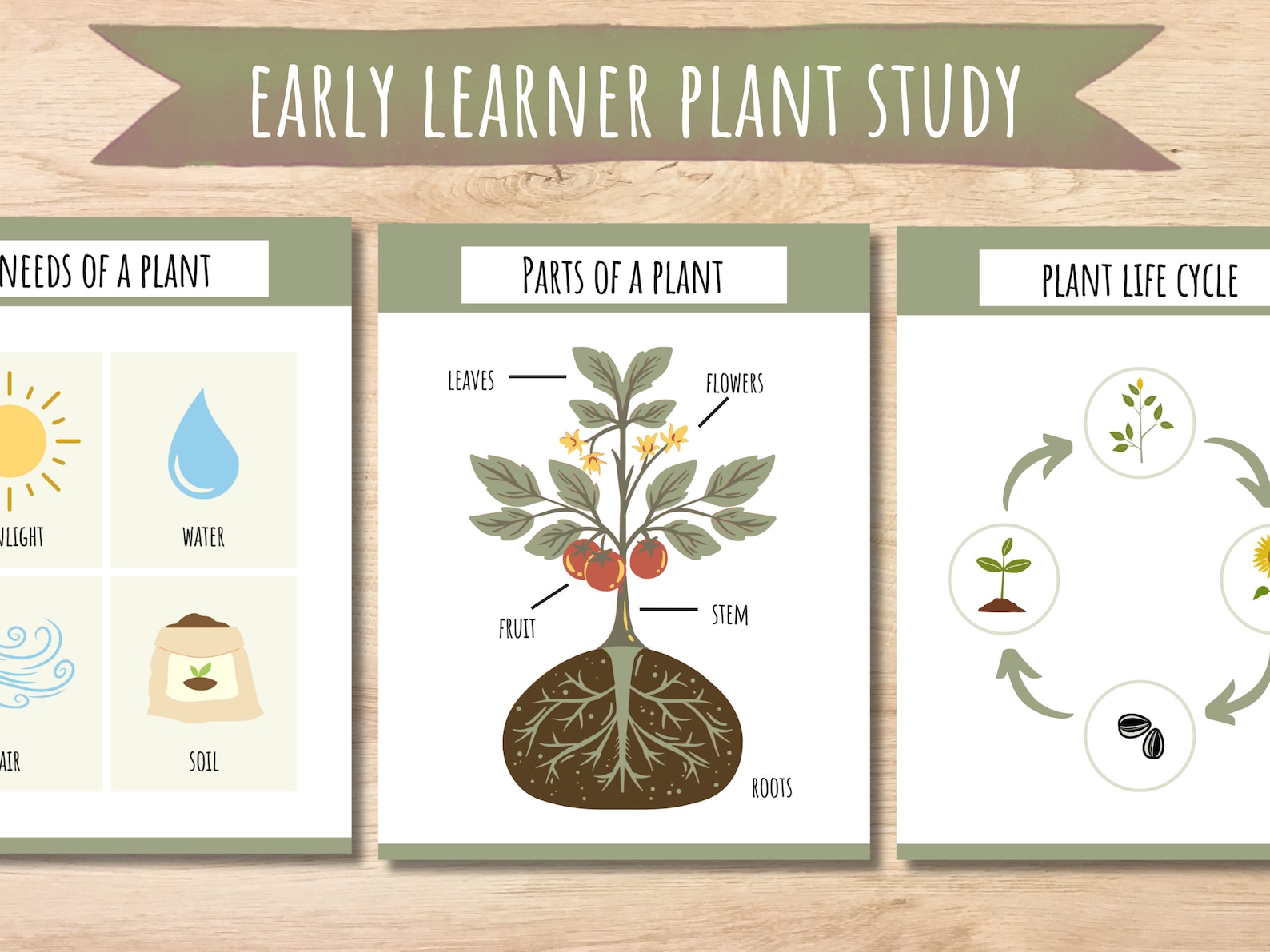 Plant Unit Study, Toddlers and Preschool Science, Learn About Plants ...