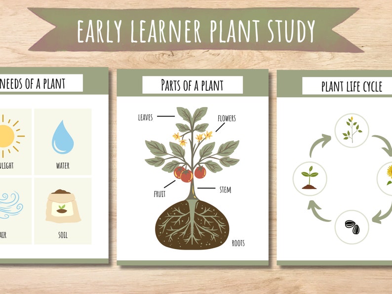 Plant Unit Study, Toddlers and Preschool Science, Learn About Plants ...