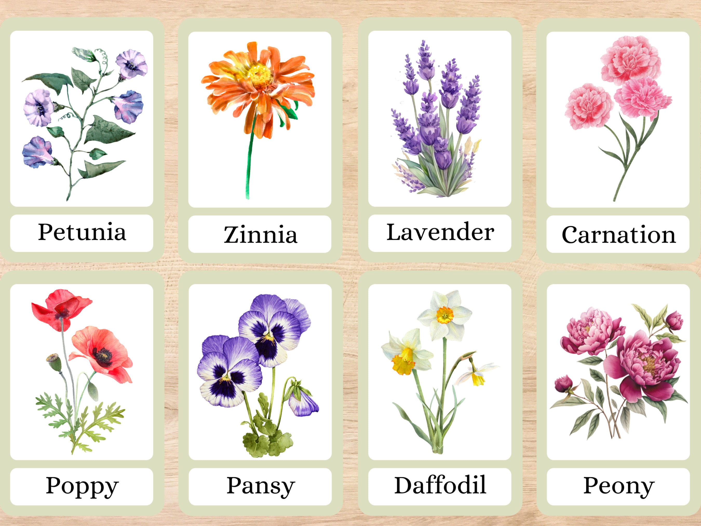 Flower Flash Cards, Spring Florals, Botany Identification, Flower Study ...