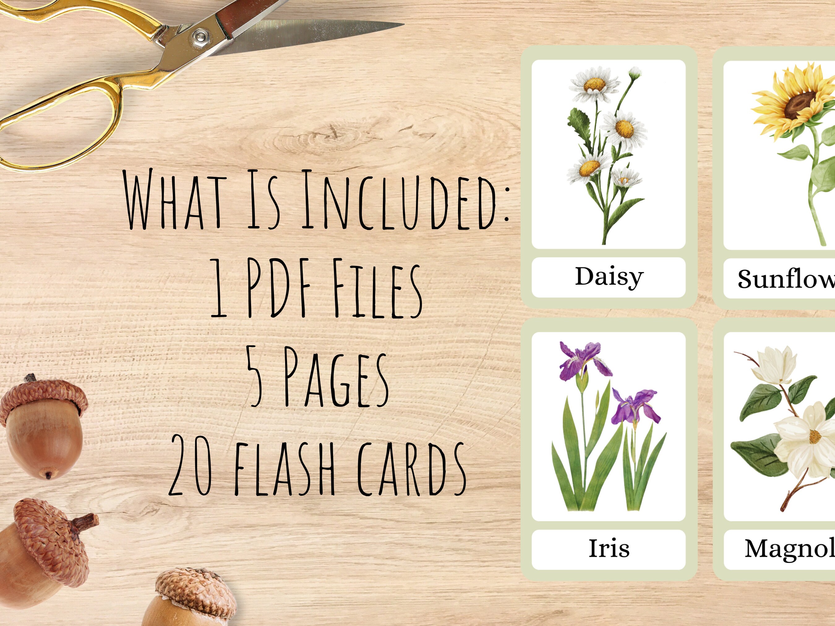 Flower Flash Cards, Spring Florals, Botany Identification, Flower Study ...