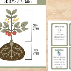 Plant Unit Study, Toddlers and Preschool Science, Learn About Plants ...