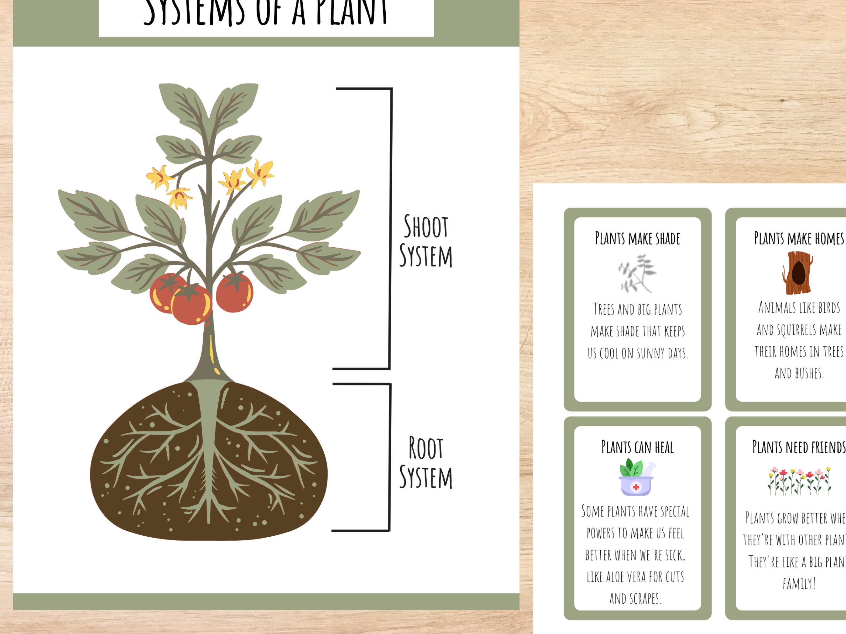 Plant Unit Study, Toddlers and Preschool Science, Learn About Plants ...