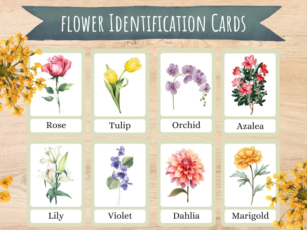 Flower Flash Cards, Botany Study, Montessori Materials (digital ...