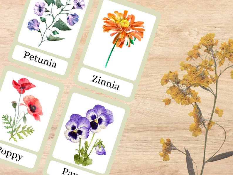 Flower Flash Cards, Spring Florals, Botany Identification, Flower Study ...