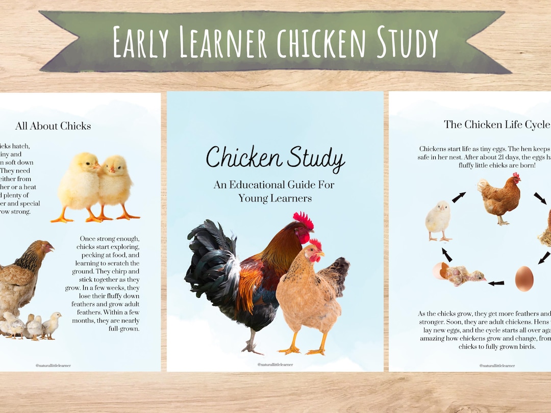 Chicken Learning Bundle, Homeschool Preschool Study (digital Download ...