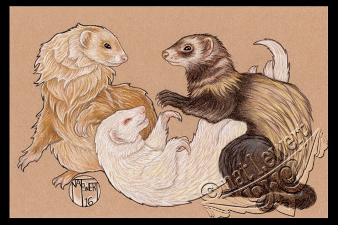 Animal Art Print Ferret Art Animal Illustration Ferret Print Nursery ...