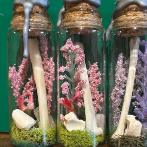 Tall Terrarium Bone Jars. - Etsy