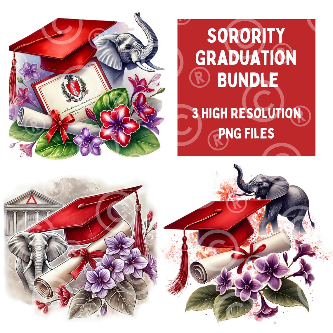 Delta Sigma Theta Inspired Graduation PNG Bundle | Elephant Designs ...