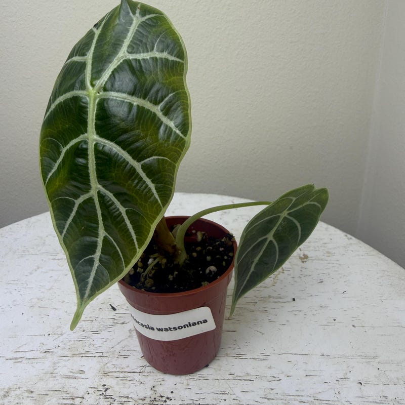 Alocasia Watsoniana Pink - Etsy