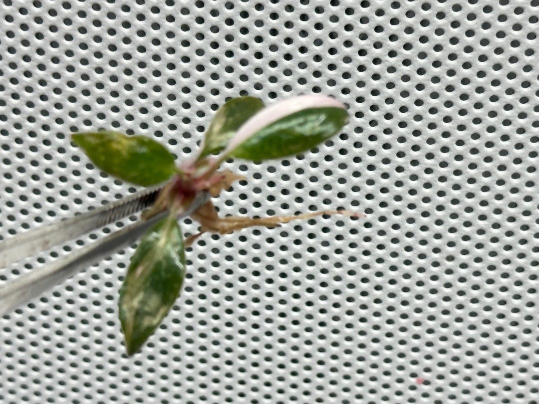 Philodendron Red Anderson -1 Tissue Culture Plantlet - Etsy