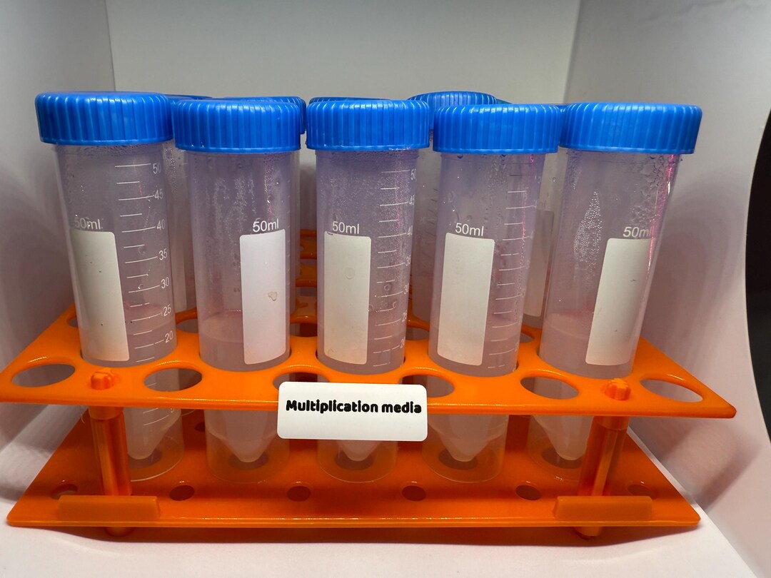 Plant Tissue Culture Tubes With Media (20 Tubes). Multiplication or ...