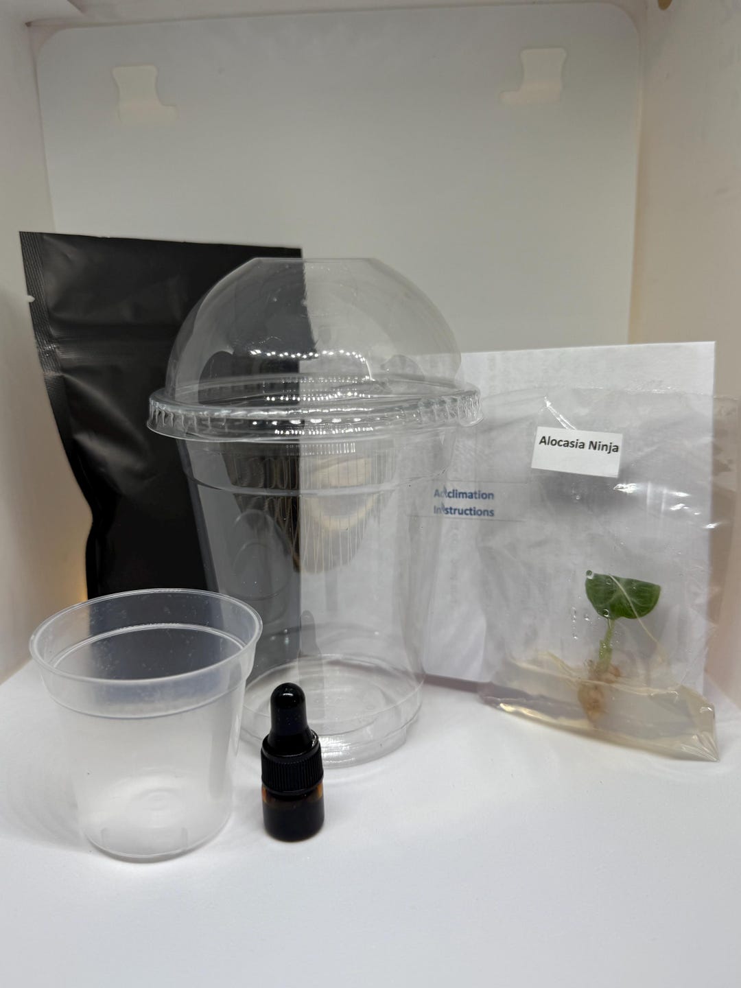 Jungle Acclimation Kit #1- Alocasia Ninja - Everything You Need to ...