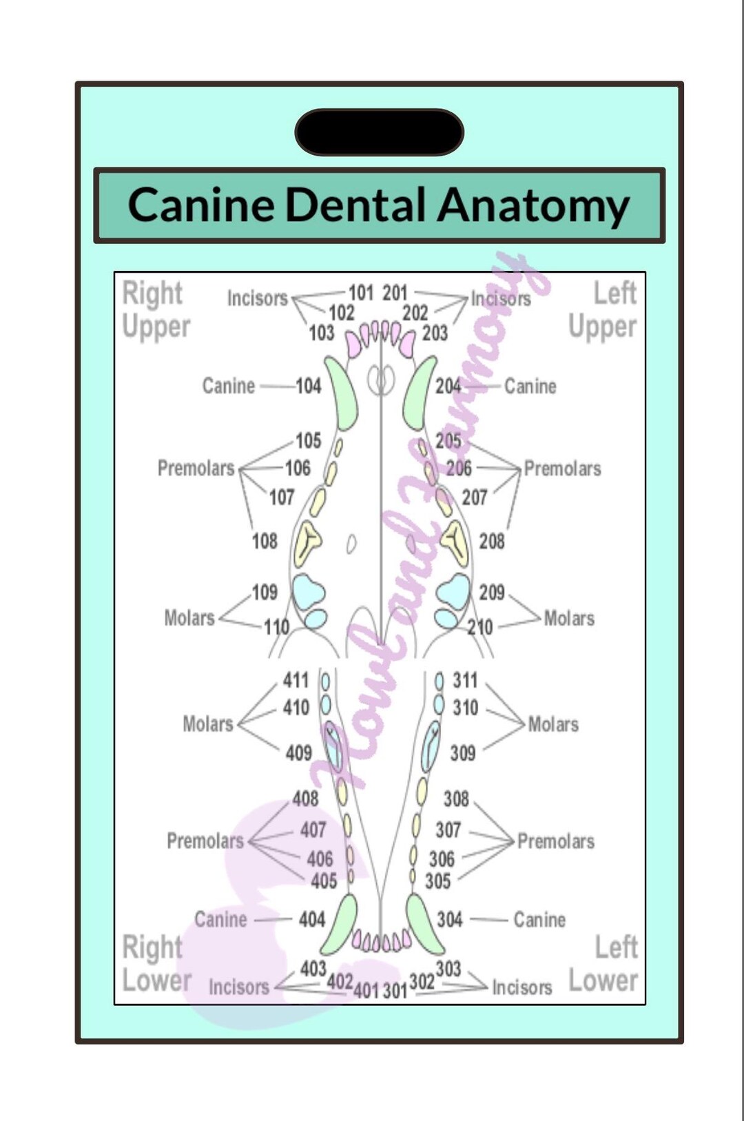 Feline & Canine Dental Anatomy Reference Cards | Veterinary Study Aid ...